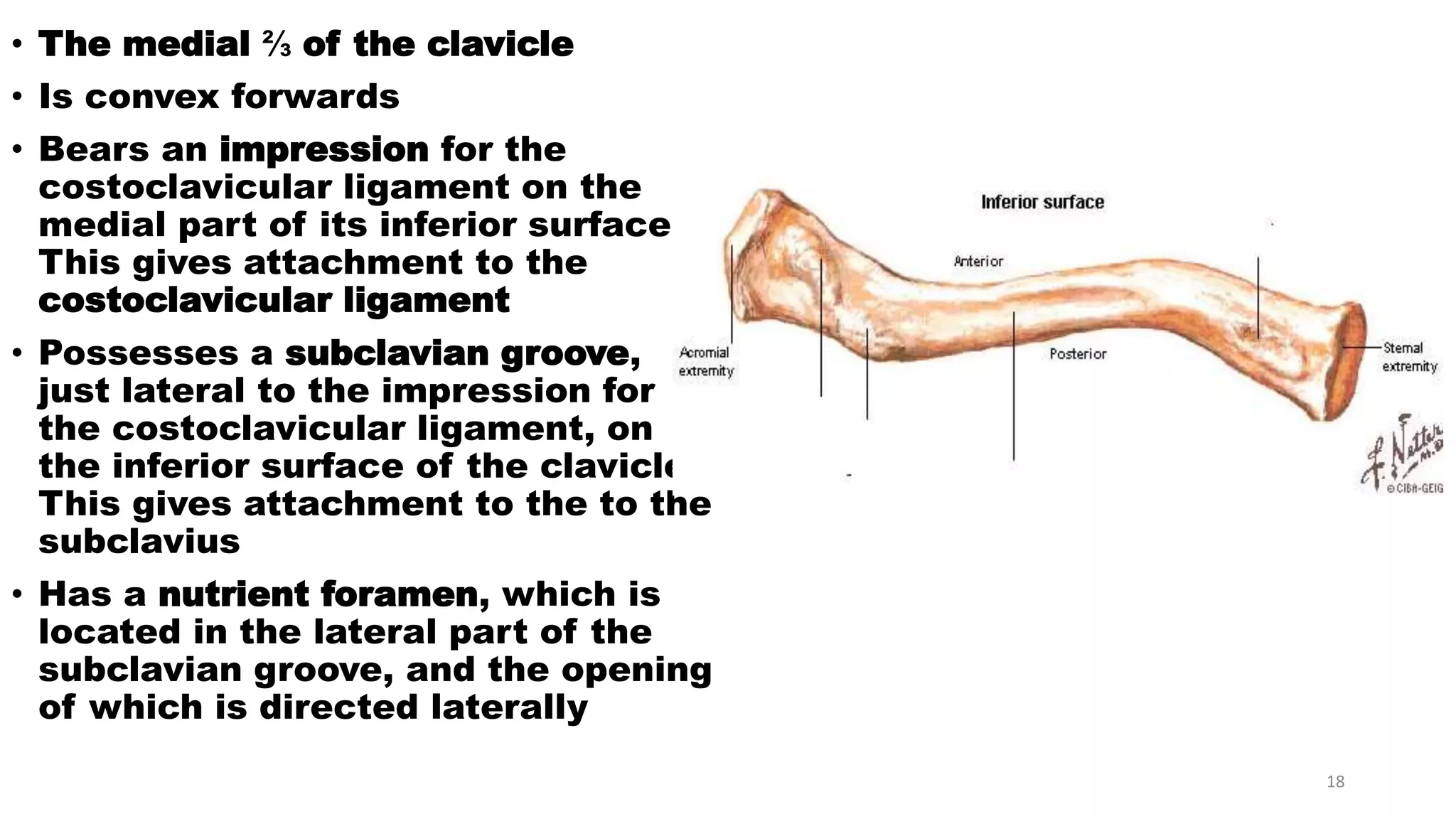 upper limb.pptx