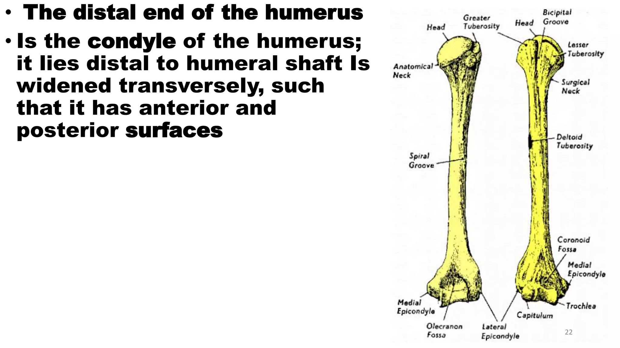 upper limb.pptx