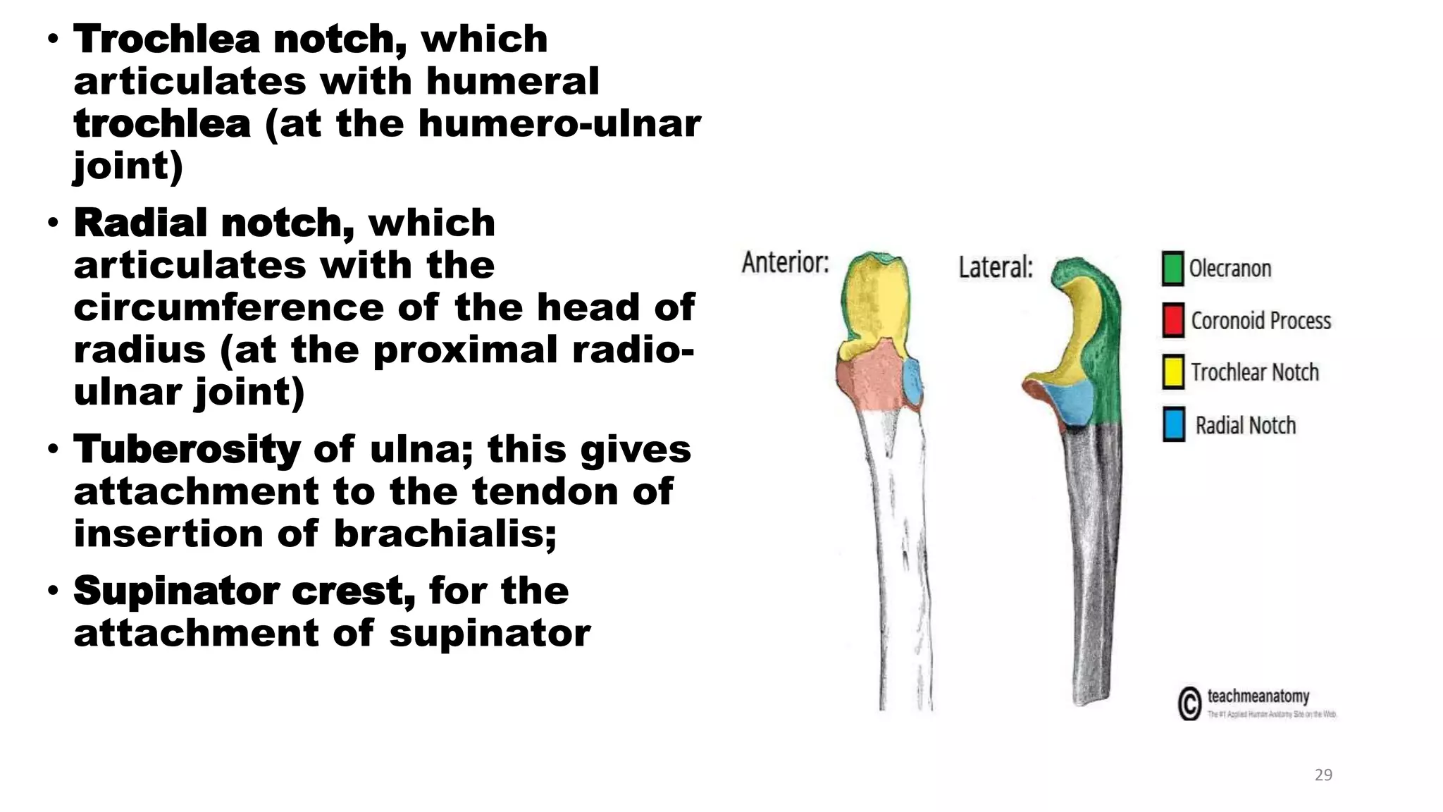 upper limb.pptx
