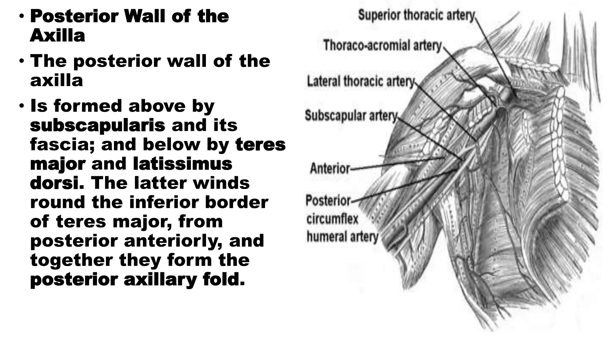 upper limb.pptx