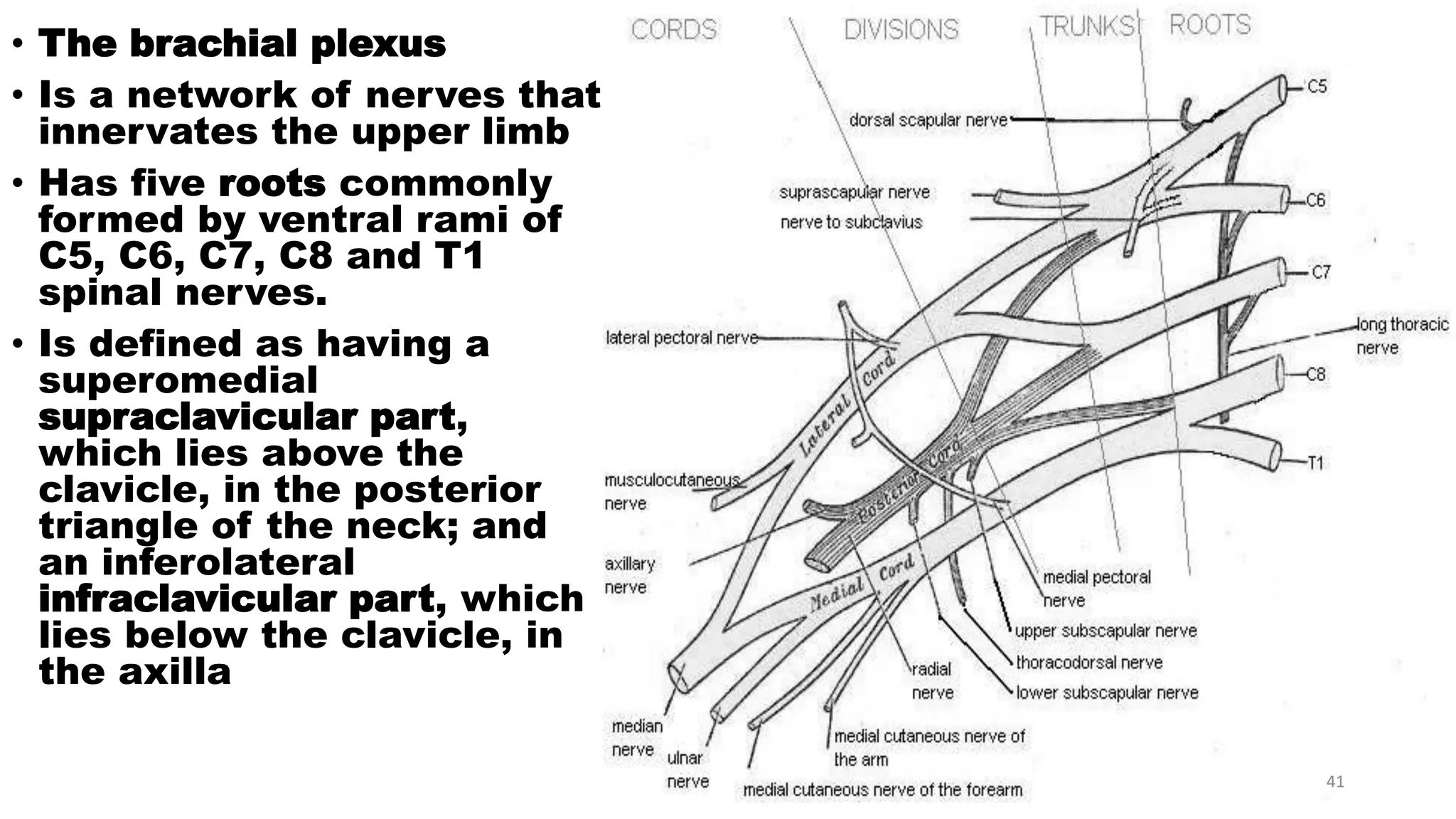 upper limb.pptx