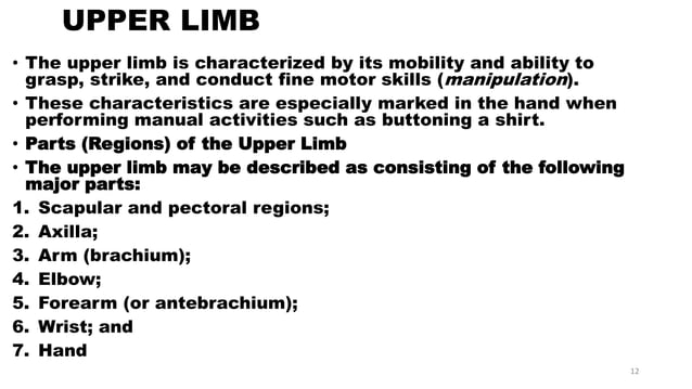 upper limb.pptx