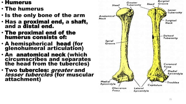 upper limb.pptx