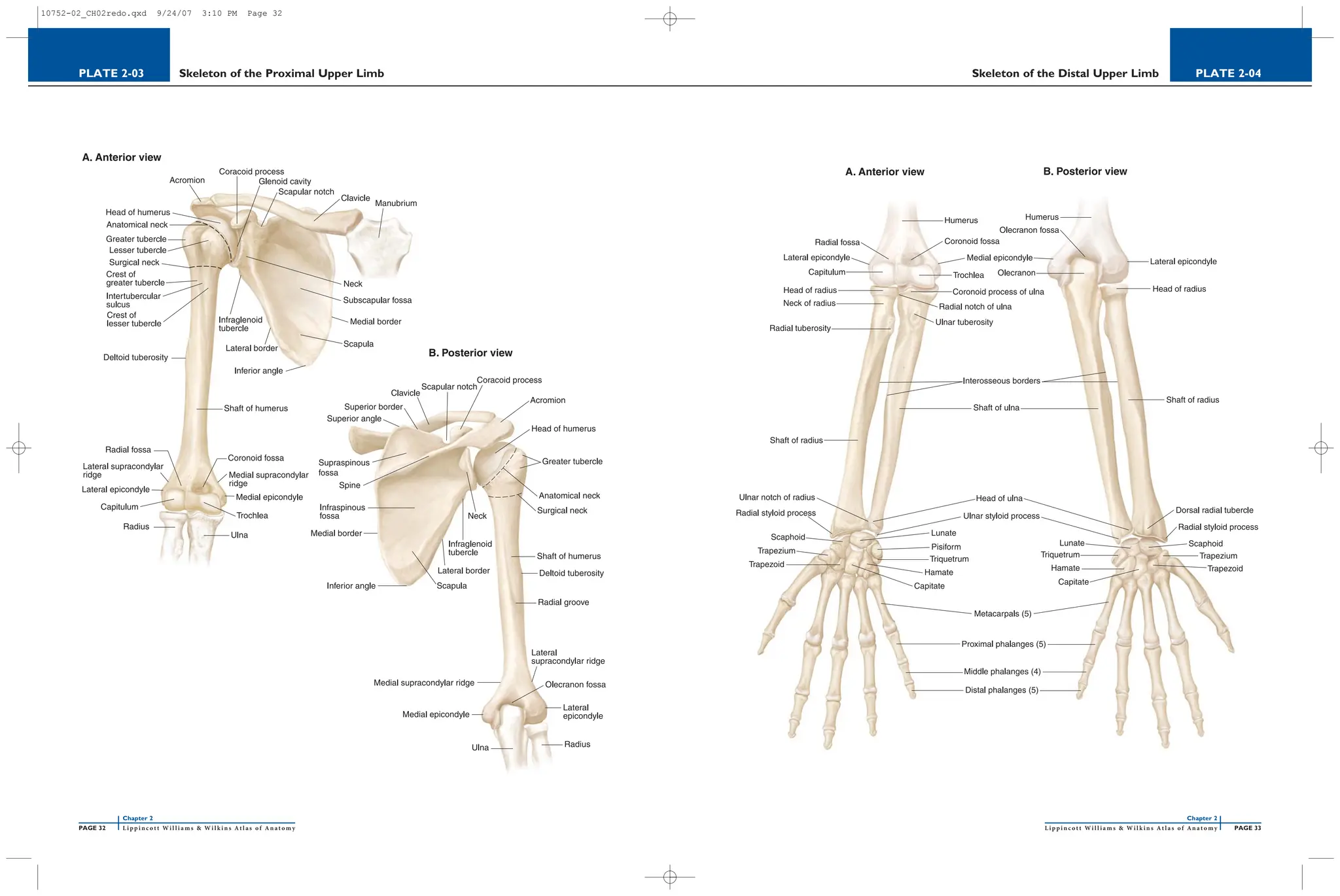 upper limb human body all image show .pdf