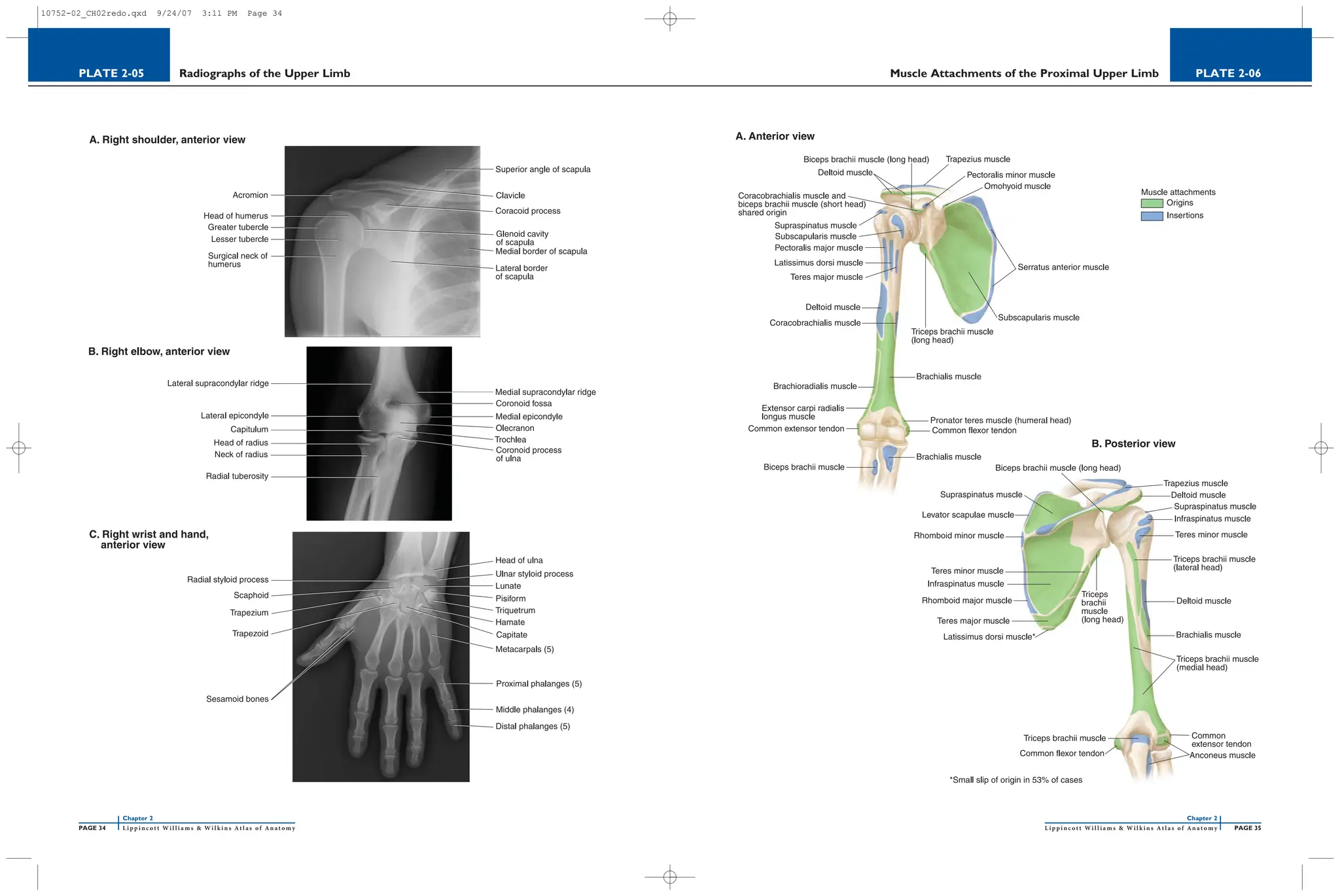 upper limb human body all image show .pdf