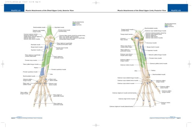 upper limb human body all image show .pdf