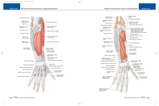 upper limb human body all image show .pdf