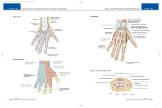 upper limb human body all image show .pdf