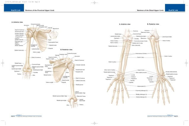 upper limb human body all image show .pdf