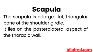 Upper Limb Anatomy Made Easy | Clavicle, Scapula & Carpal Bones ...