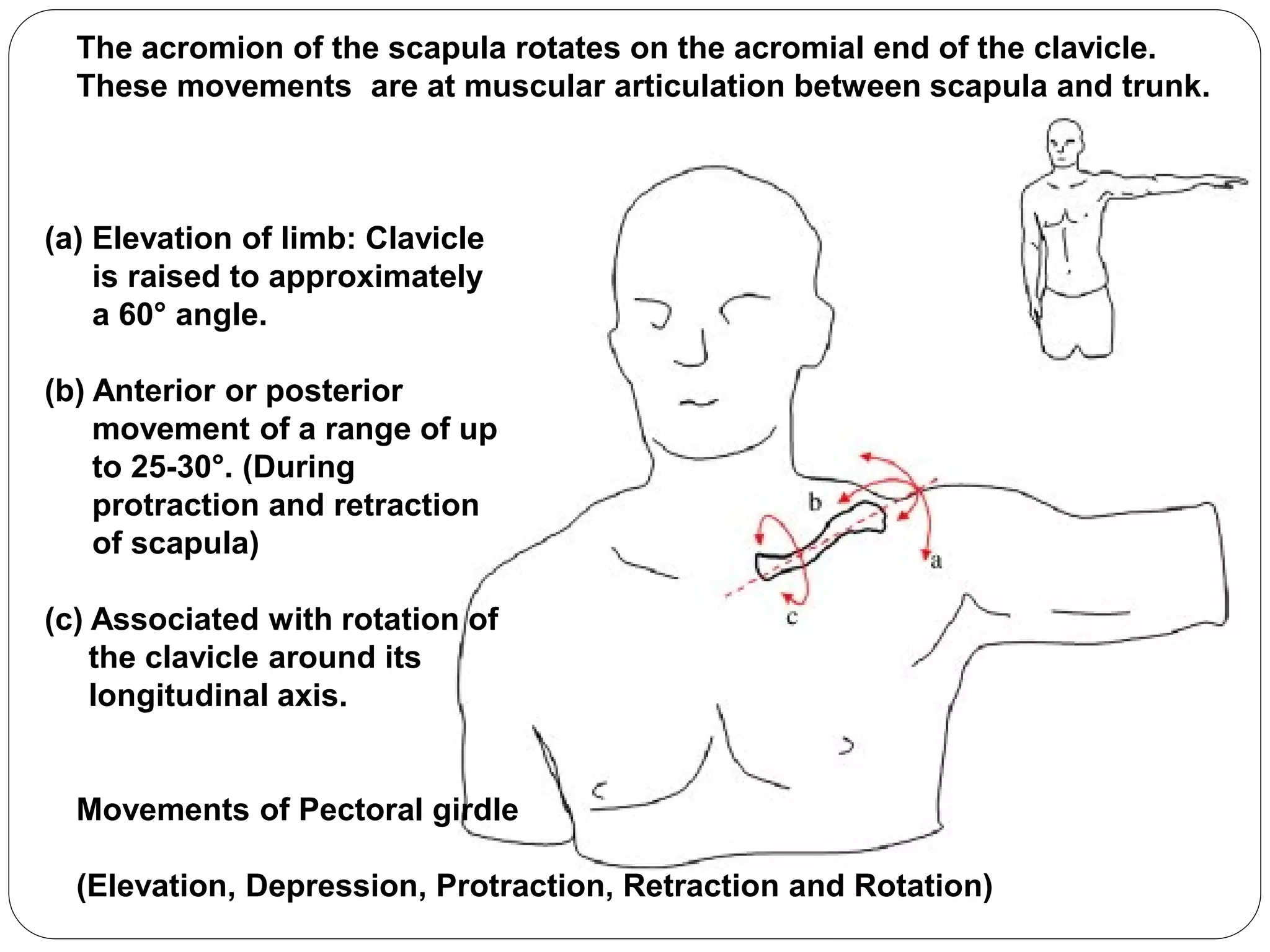 Upper limb bones-joints-muscles-Dr.B.B.Gosai | PDF