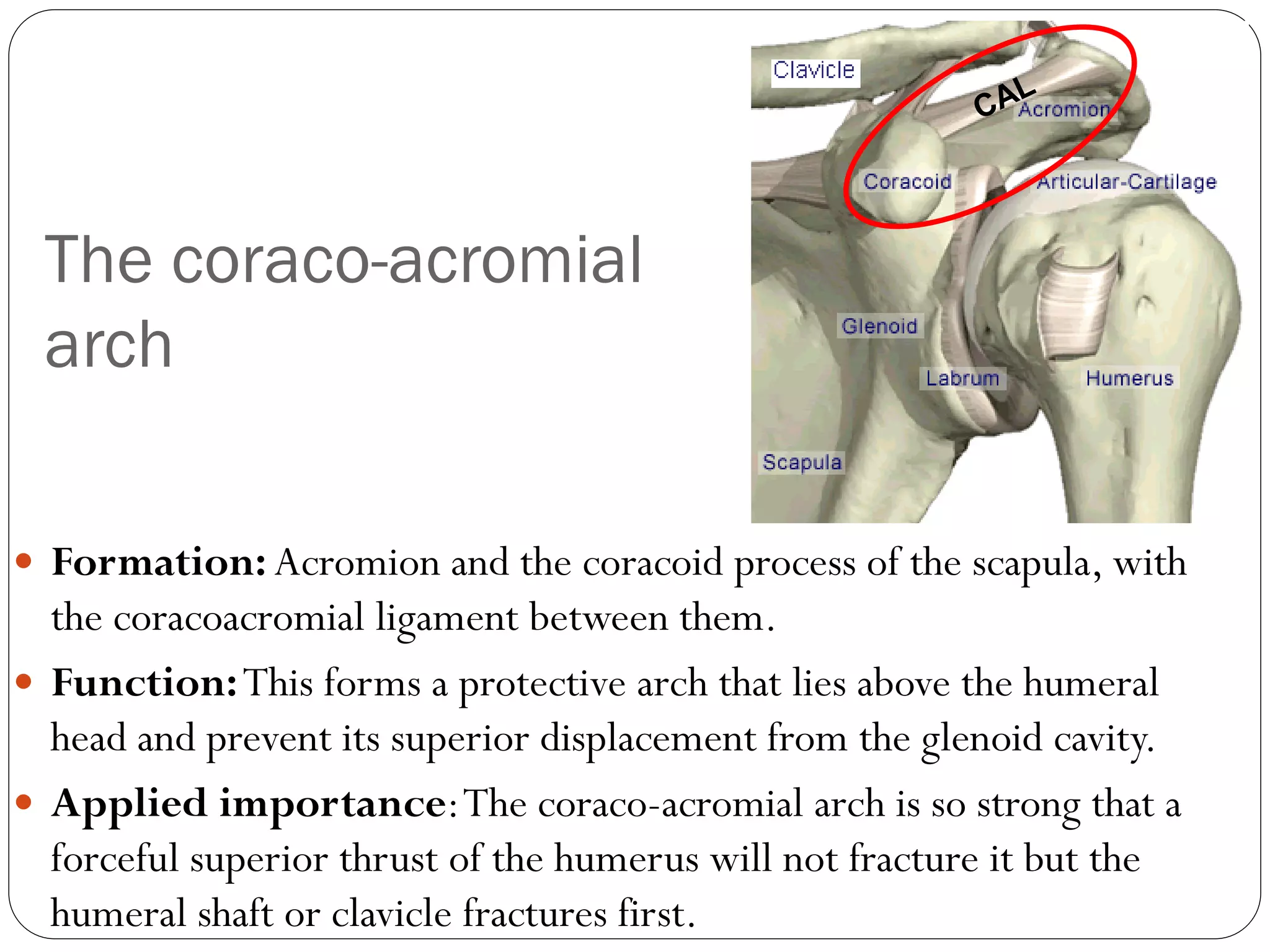 Upper limb bones-joints-muscles-Dr.B.B.Gosai | PDF