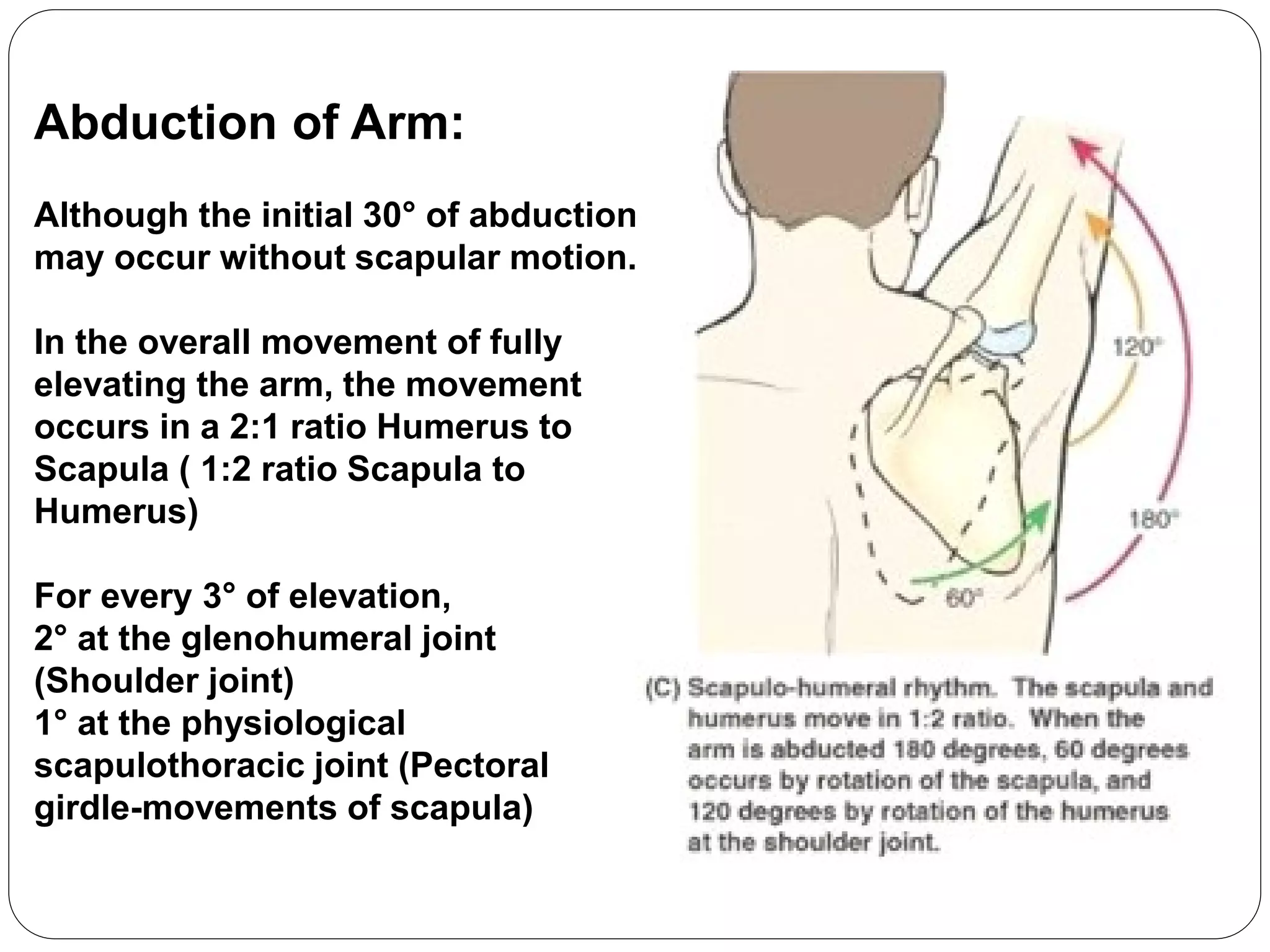Upper limb bones-joints-muscles-Dr.B.B.Gosai | PDF