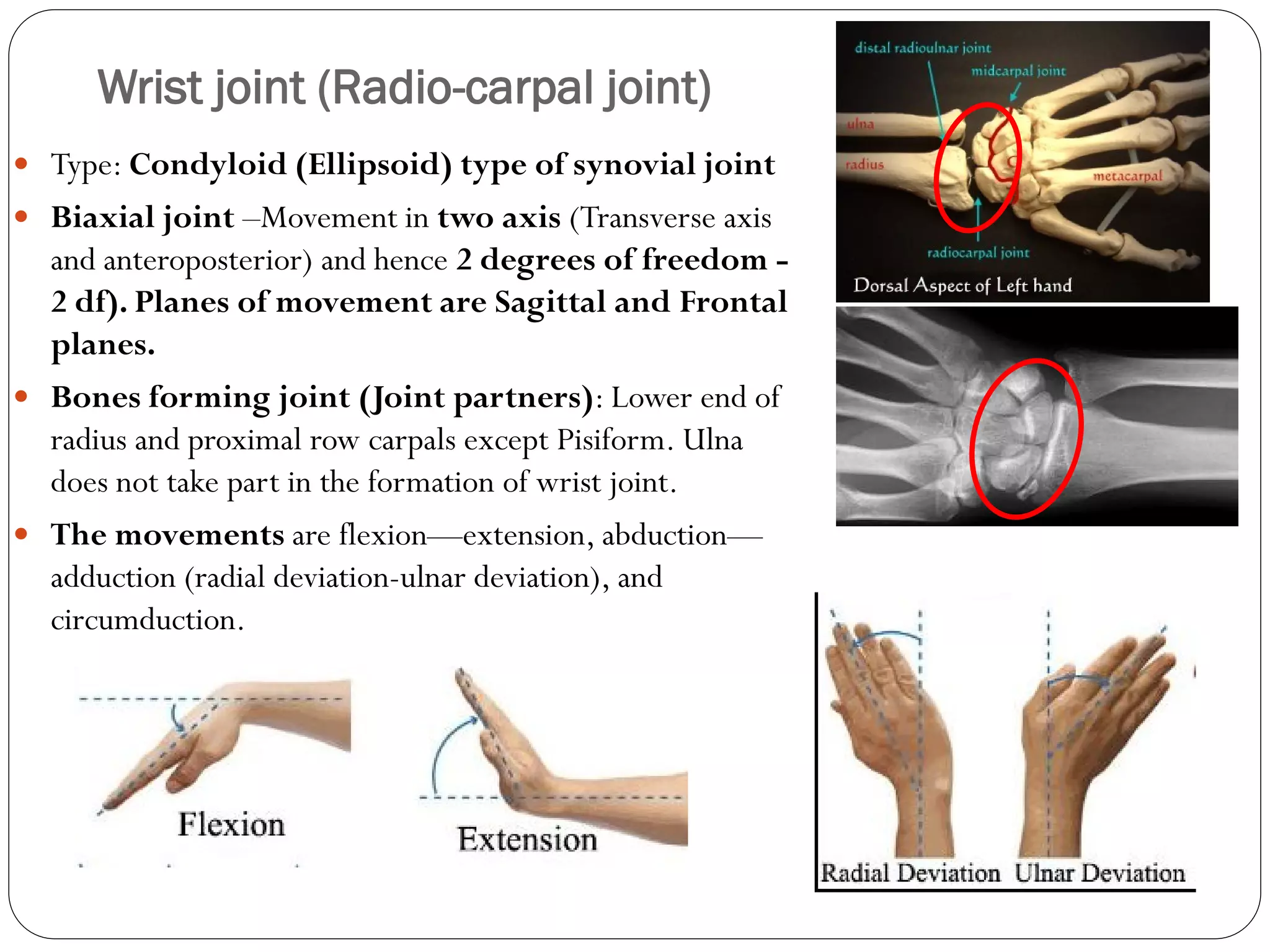 Upper limb bones-joints-muscles-Dr.B.B.Gosai | PDF