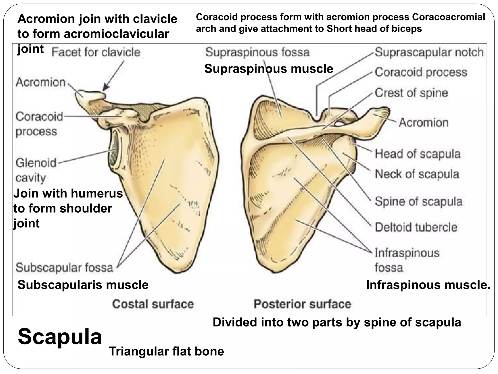 Upper limb bones-joints-muscles-Dr.B.B.Gosai | PDF