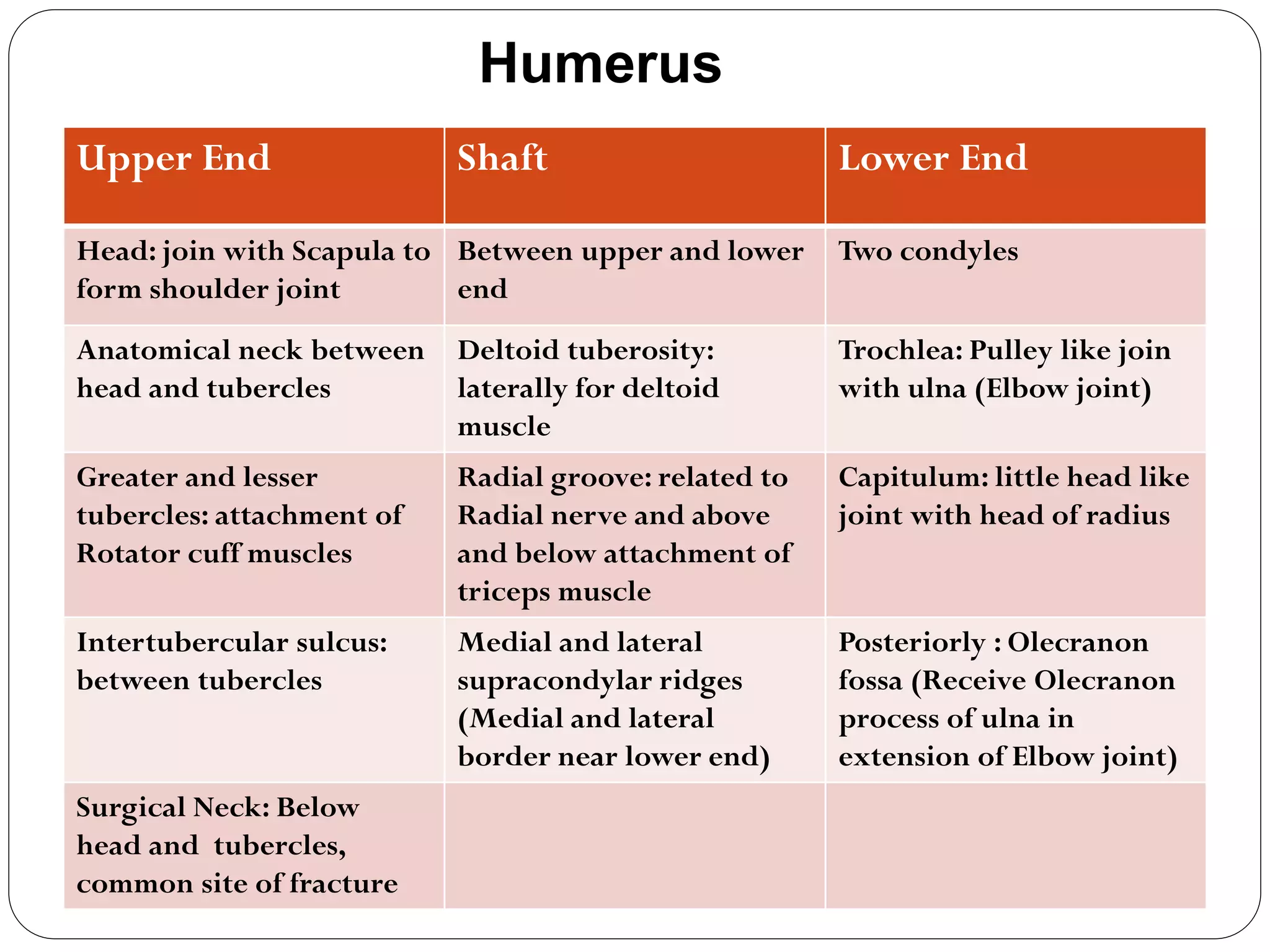 Upper limb bones-joints-muscles-Dr.B.B.Gosai | PDF