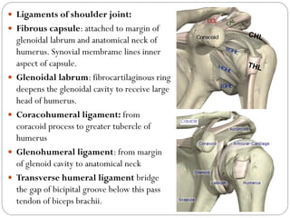 Upper limb bones-joints-muscles-Dr.B.B.Gosai | PDF