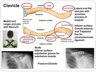 Upper limb bones-joints-muscles-Dr.B.B.Gosai | PDF