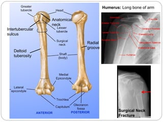 Upper limb bones-joints-muscles-Dr.B.B.Gosai | PDF