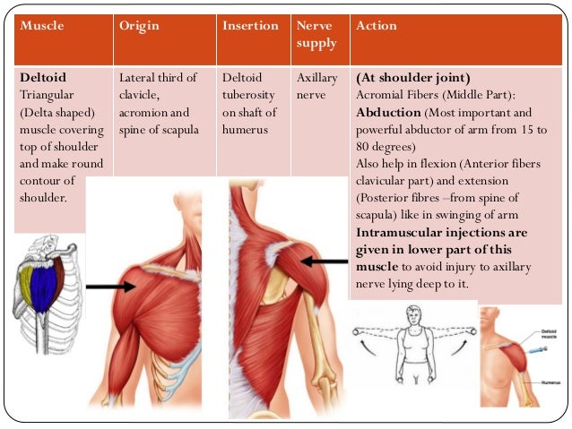 Upper limb bones-joints-muscles-Dr.B.B.Gosai