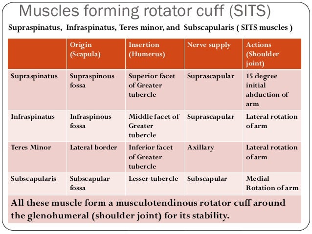 Upper limb bones-joints-muscles-Dr.B.B.Gosai