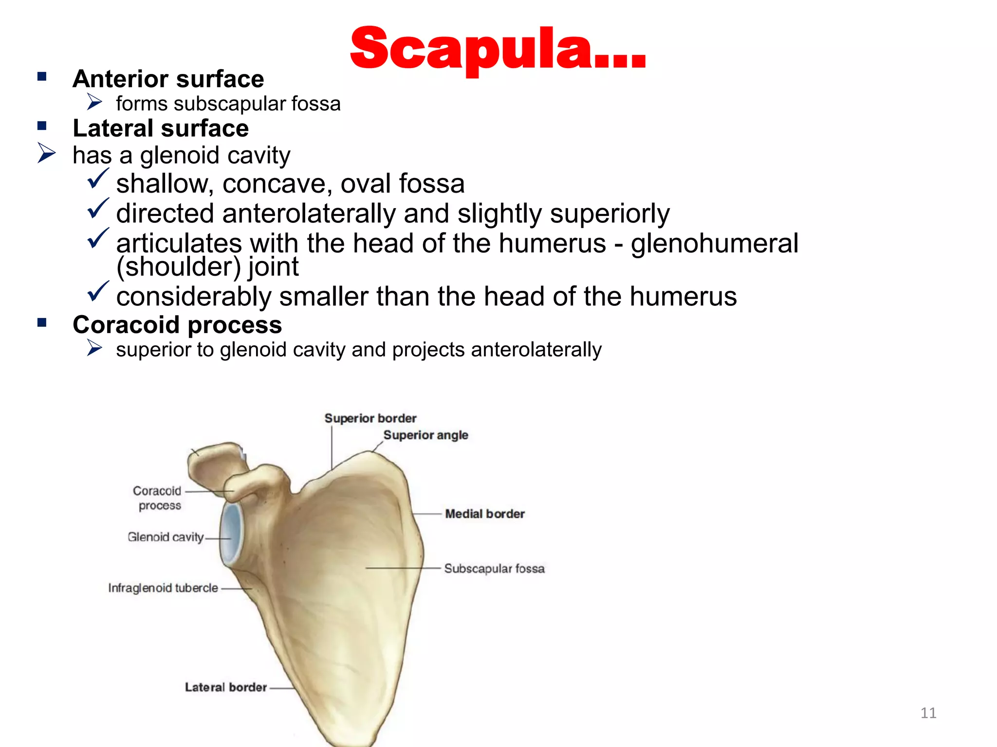 upper limb 1.pdf