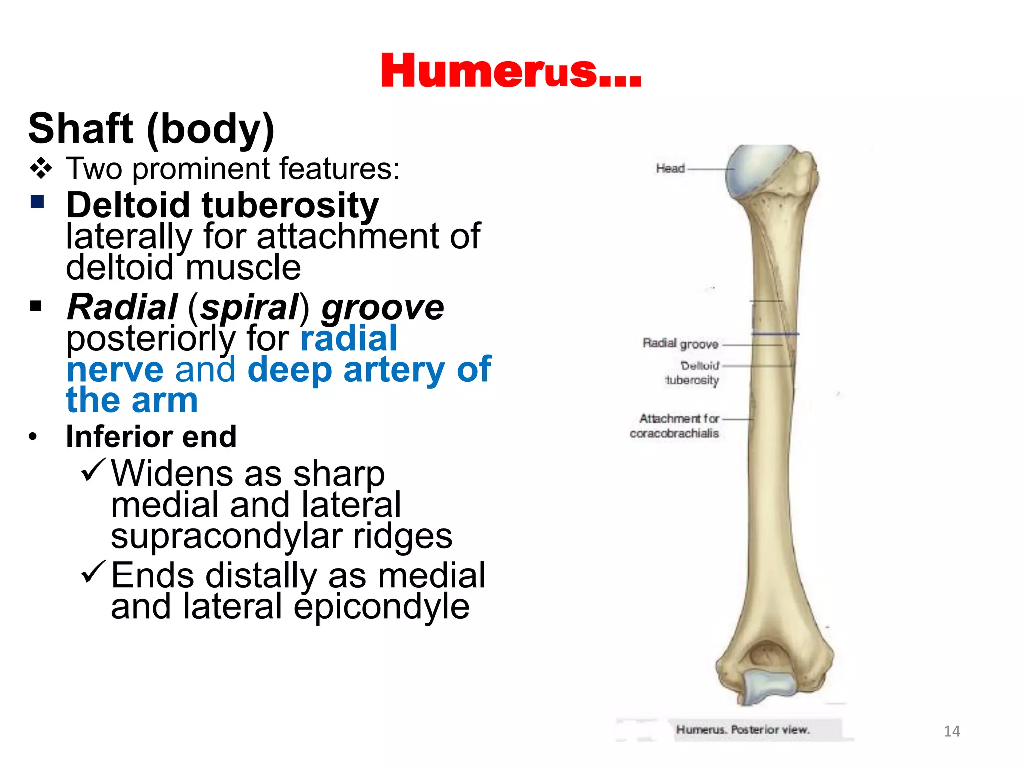 upper limb 1.pdf