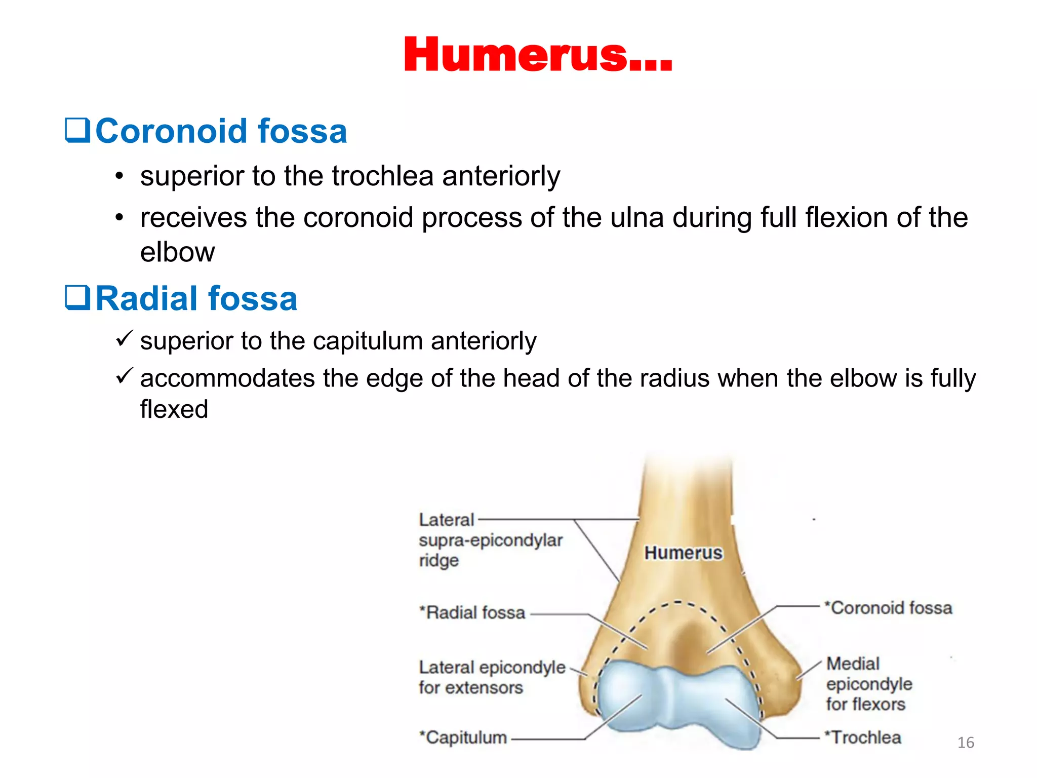 upper limb 1.pdf
