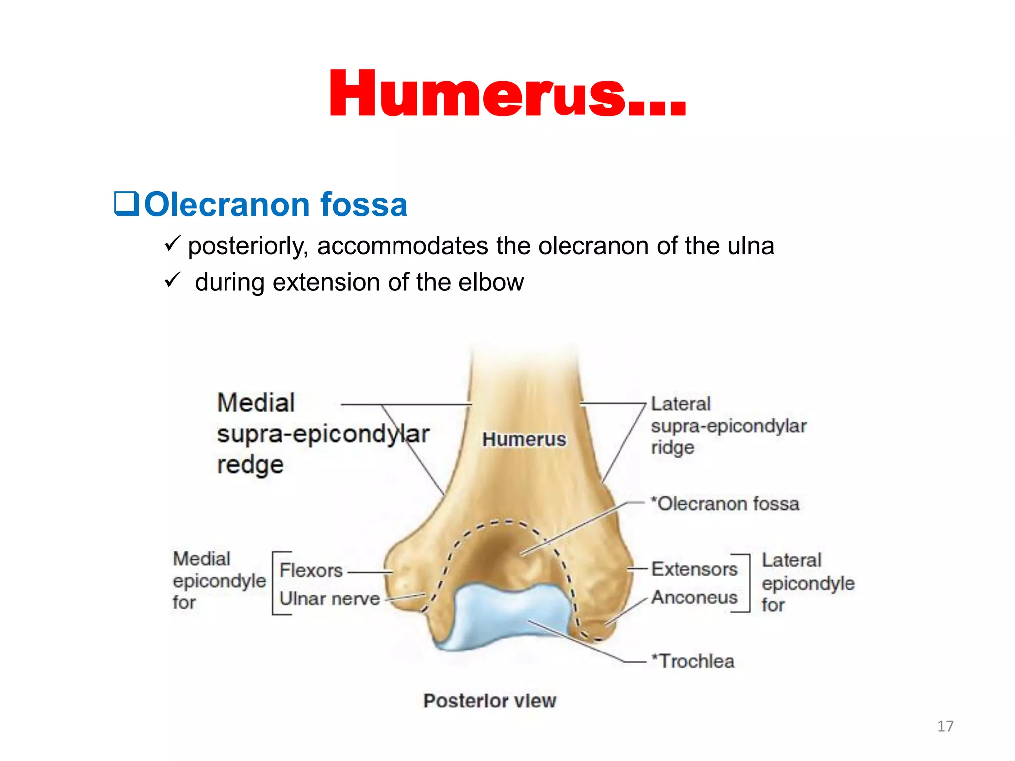 upper limb 1.pdf