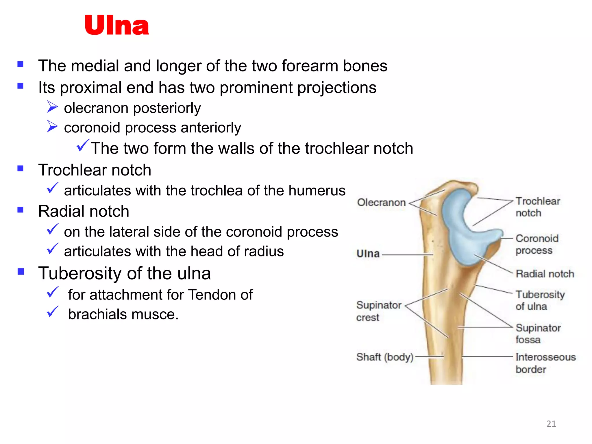 upper limb 1.pdf