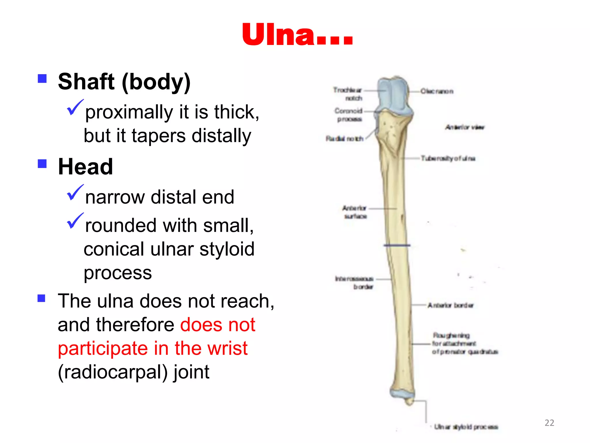 upper limb 1.pdf