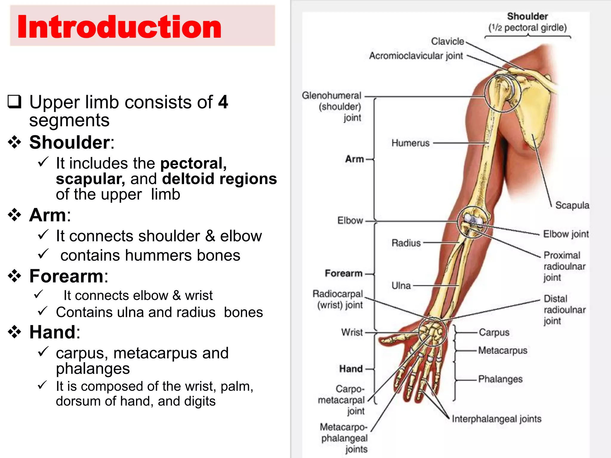 upper limb 1.pdf
