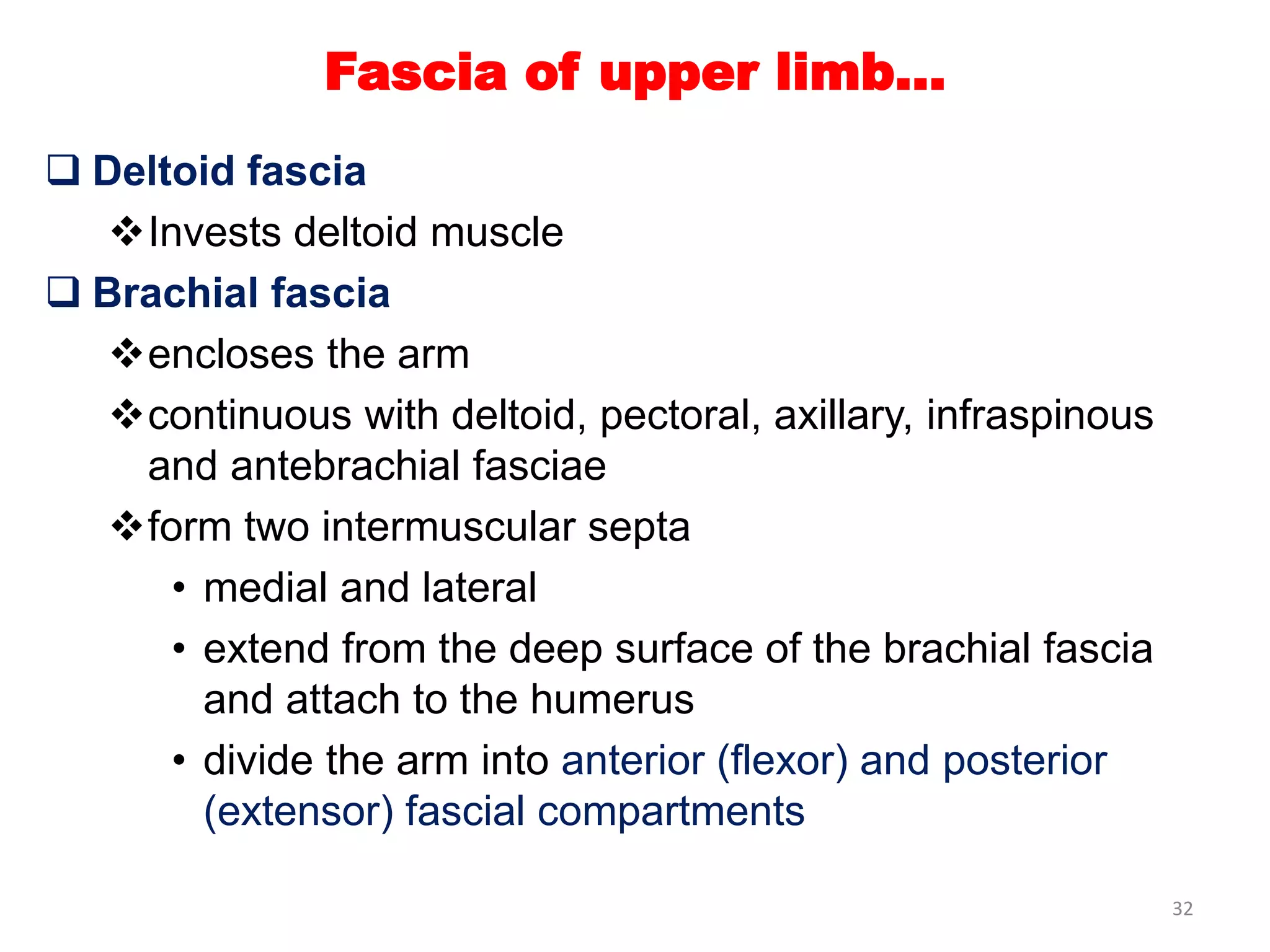 upper limb 1.pdf