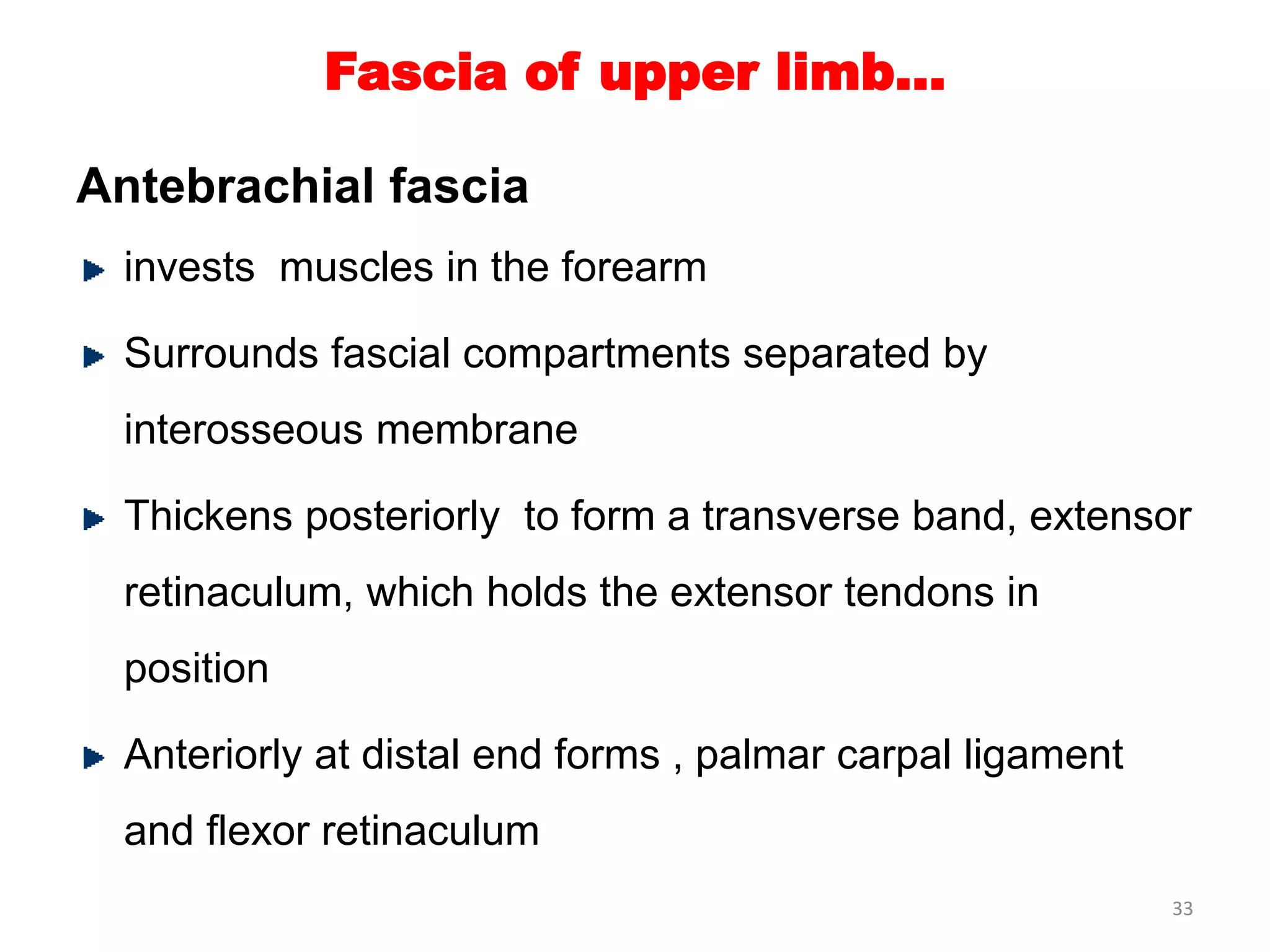 upper limb 1.pdf
