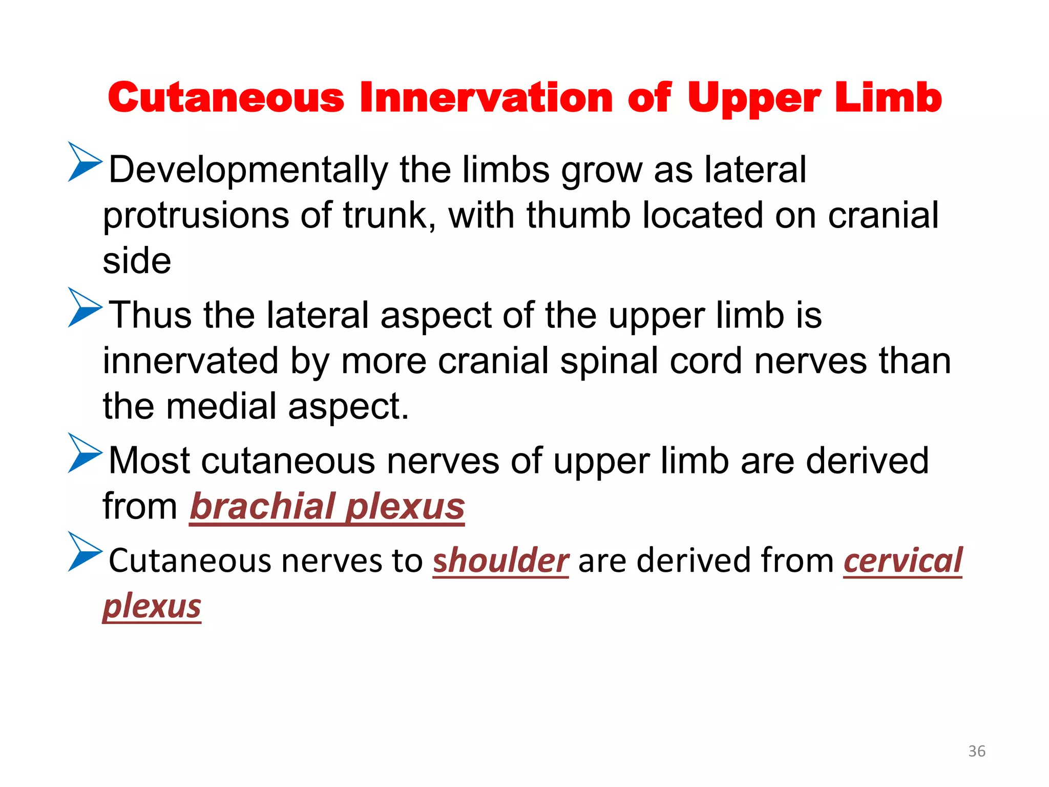 upper limb 1.pdf