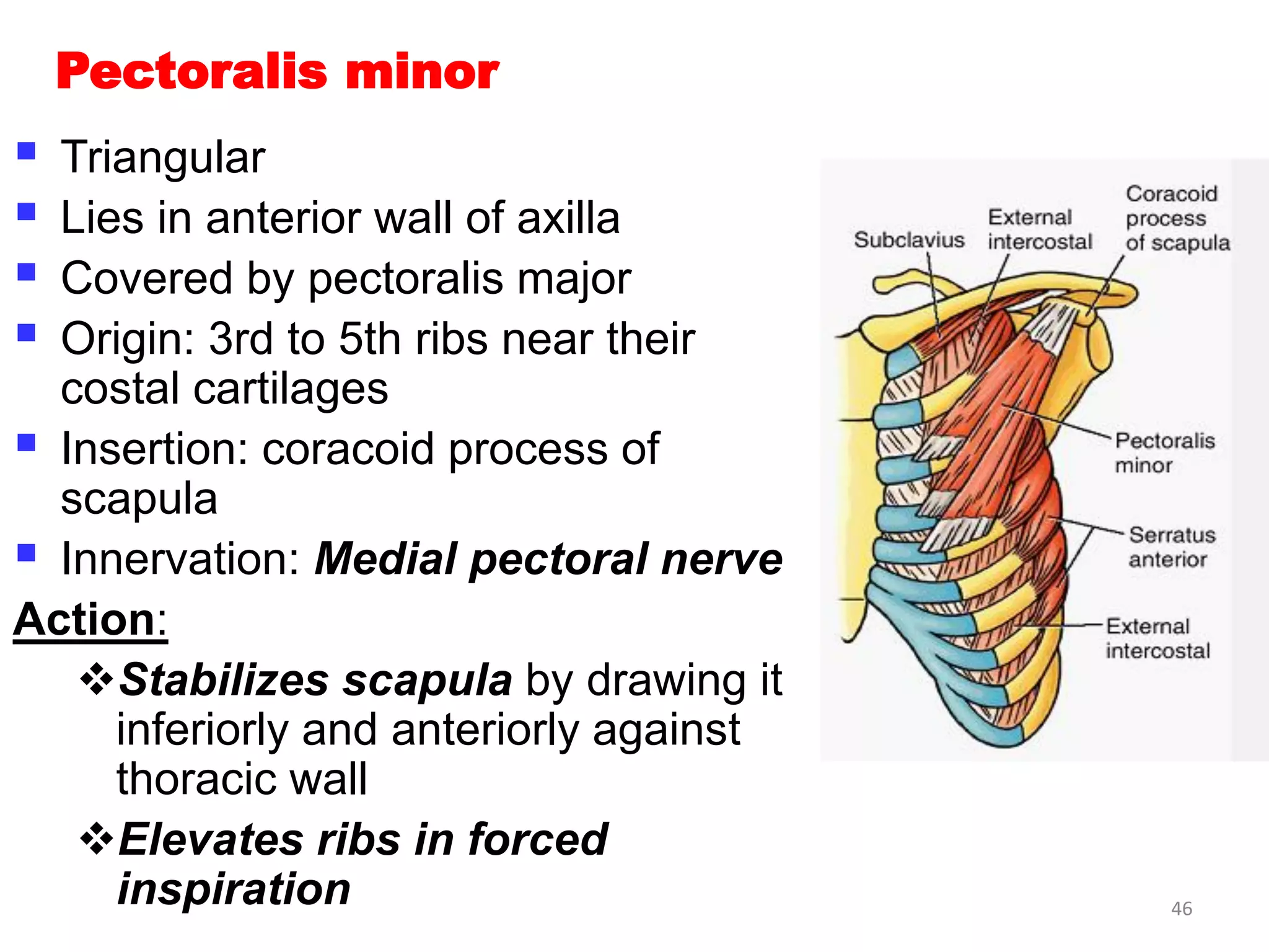 upper limb 1.pdf