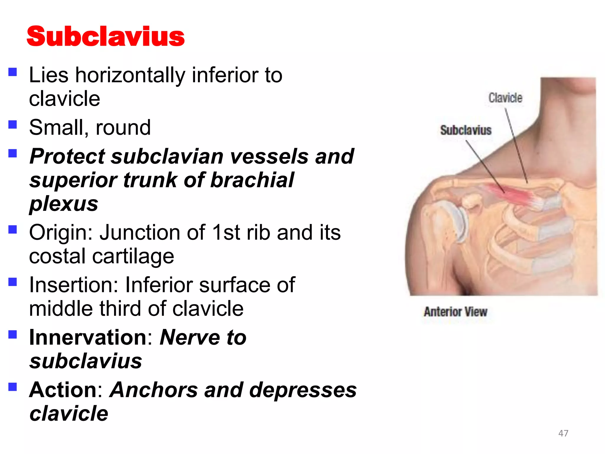 upper limb 1.pdf