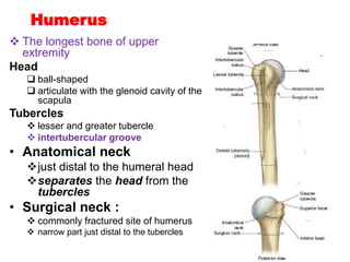 upper limb 1.pdf