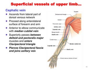 upper limb 1.pdf