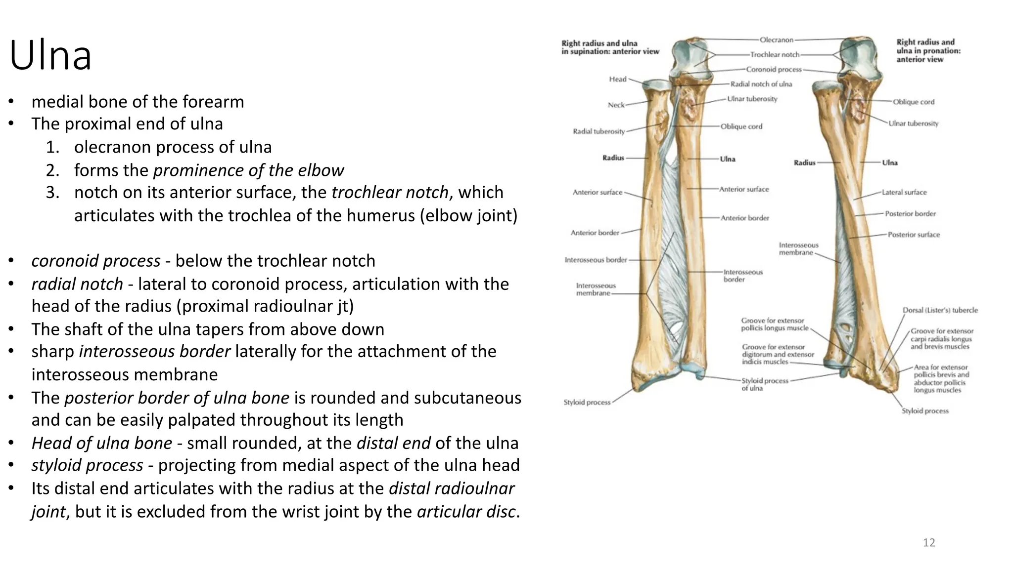 UPPER LIMB 2024......................pdf