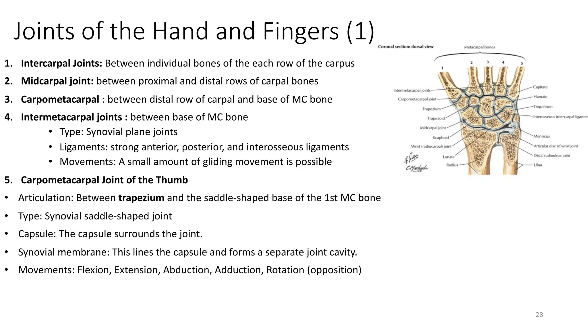 UPPER LIMB 2024......................pdf