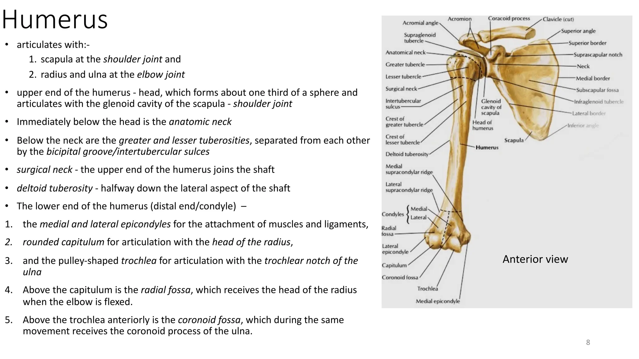 UPPER LIMB 2024......................pdf