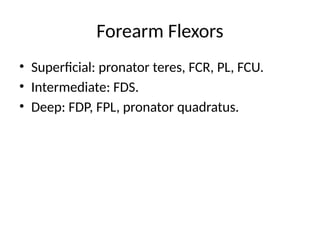 Upper_Limb_2_Muscles.pptx- clinical anatomy | PPTX