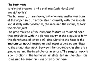 UPPER LIMB 4 ppt of human body.......... | PPTX | Death, Injury, or ...