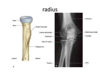 UPPER LIMB 4 ppt of human body.......... | PPTX