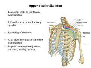 UPPER LIMB 4 ppt of human body.......... | PPT