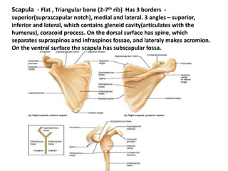 UPPER LIMB 4 ppt of human body.......... | PPTX