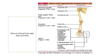 UPPER LIMB ANATOMY 1.pptx summarized notes | PPTX