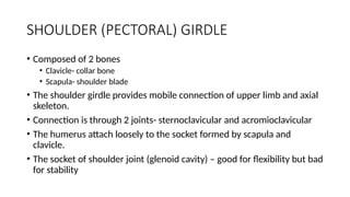 UPPER LIMB ANATOMY 1.pptx summarized notes | PPTX