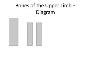Upper_Limb_Anatomy_Enhanced_Medical.pptx